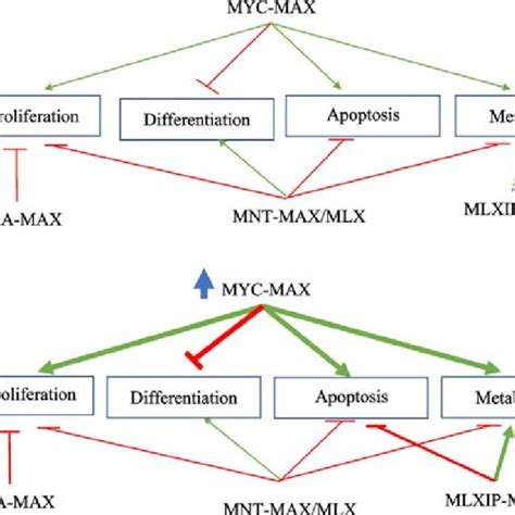 A Hypothetical Representation Of Two States Of The Myc Network And