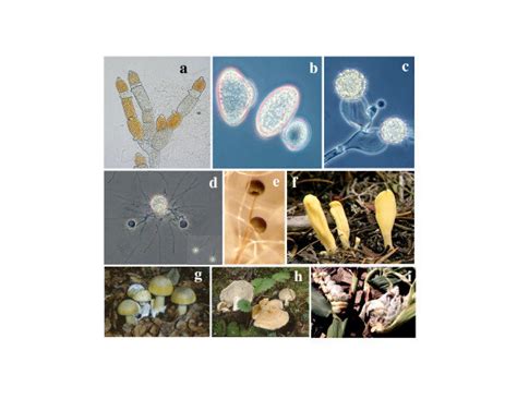 Some Of Fungi Used In This Study A D Chytridiomycota Allomyces