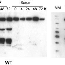 Complement C Activation In Wild Type WT And Complement Deficient