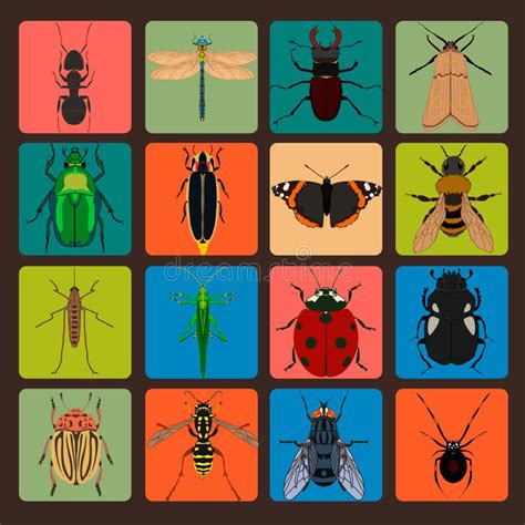 Insect Sign Set With Bug Grasshopper Spider Fly Ant Cockroach Bu Stock Vector Illustration Of