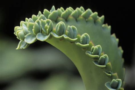 Asexual Reproduction In Plants Types Examples Advantages And