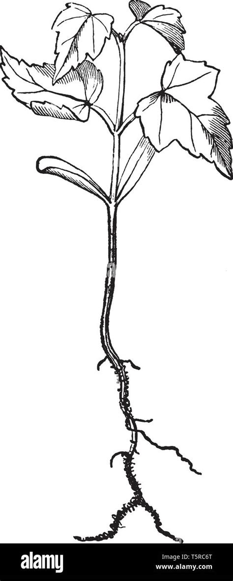 Sapling Drawing