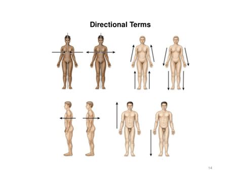 Directional Terms Anatomical Orientation And Directions Human
