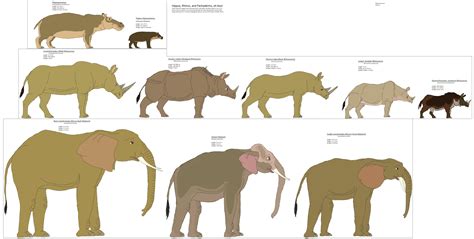 Hippo Vs Rhino Vs Elephant