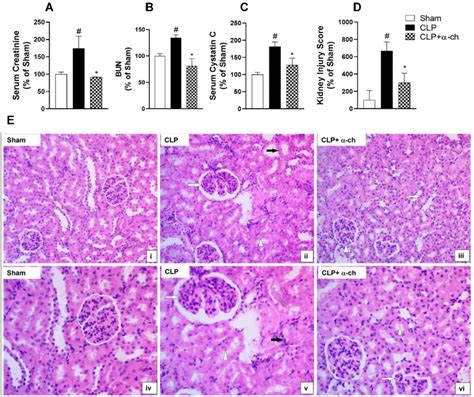 Protective Effect Of Alpha Chymotrypsin Against Sepsis Induced Aki Bar Download Scientific