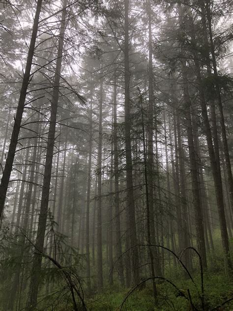 Forestcore Wallpapers Wallpaper Cave