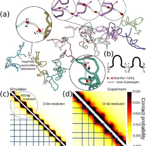 9 Transcription Induced Supercoiling Drives Chromatin Loop Extrusion By Download Scientific