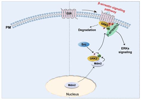 Ubiquitination Of Grk2 Is Required For The β Arrestin Biased Signaling