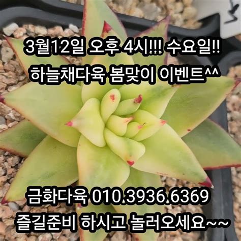 금화다육 다육식물 수입전문 라이브방송 금다육이 Youtube
