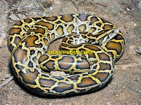 Python Molurus Ularpedia