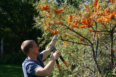 Sea Buckthorn Insider The Cultivation Of Sea Buckthorn For Medicinal Use