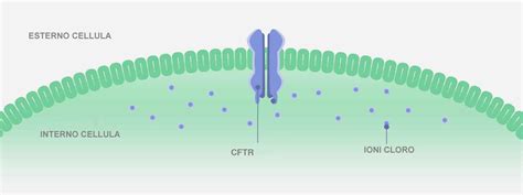 Definizione Di Cftr Dna Express