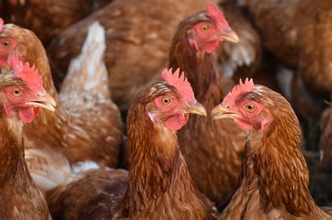 Has Bird Flu Run Its Course Why The Virus Could Be Back This Fall