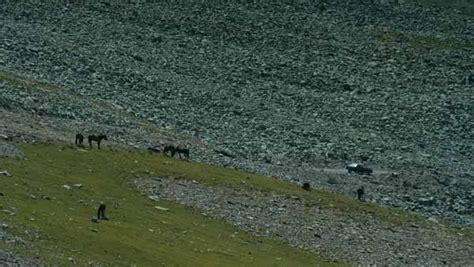 ცხენები გუდაური Stockfootage