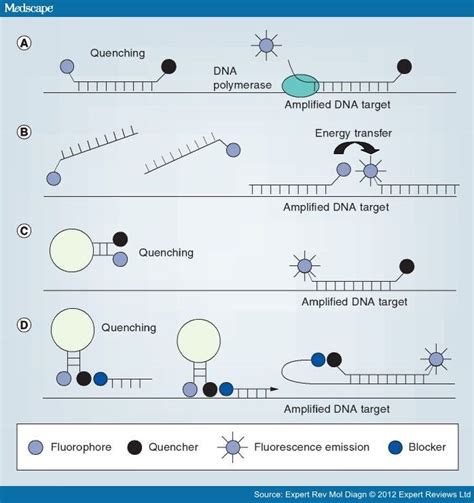 Real Time Pcr Taqman