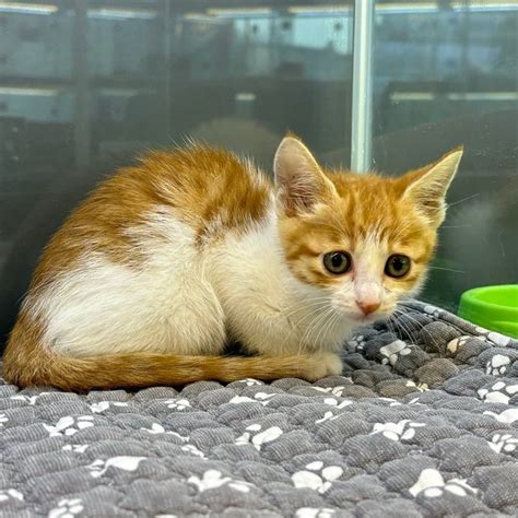 코리안숏헤어 라떼 달마시안 시고르자브종 슈나우저 폼스키 비글 스핑크스 풍산개 말라뮤트 꼬동드툴레아 파피용 개종류 봄베이 진돗개분양 셰퍼드 미니핀 화이트테리어 강아지입양