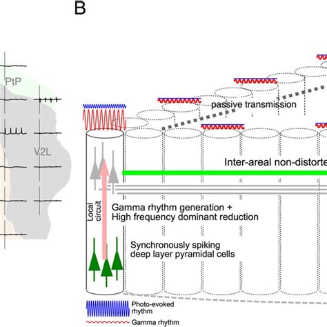 Schematic Illustration Of Inductiontransfer Of Oscillatory Neuronal