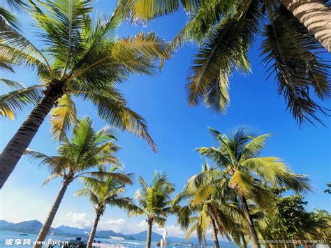 椰树摄影图 国内旅游 旅游摄影 摄影图库 昵图网