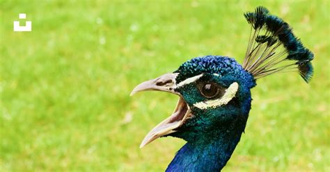 A Close Up Of A Peacock With Its Mouth Open Photo Free Animal Image
