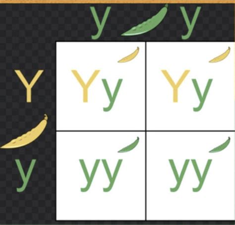 Final Anthro Exam 2 Quizlet Flashcards Quizlet