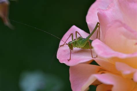 Grasshopper Insect Mantodea Free Photo On Pixabay
