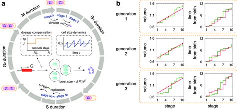 Model And Its Mean Field Approximation A A Detailed Stochastic Model