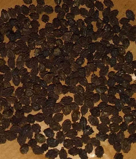 ගස් ලබු බීජ Non Hybrid Papaya Seeds Plants Seeds And Bulbs Kurunegala Facebook Marketplace