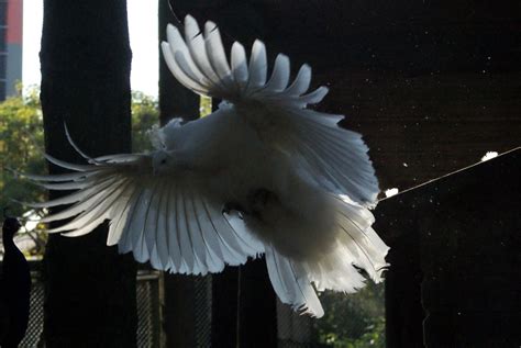 White Peacock Flying By Gaothaire On Deviantart