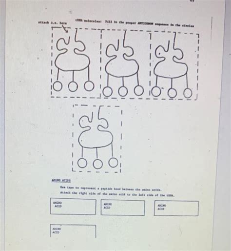 Solved Transcription The Following Is A DNA Template Use Chegg Com