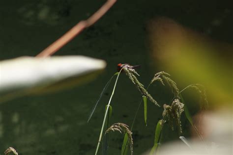 Barnyardgrass From Campestre Churubusco Ciudad De México Cdmx México