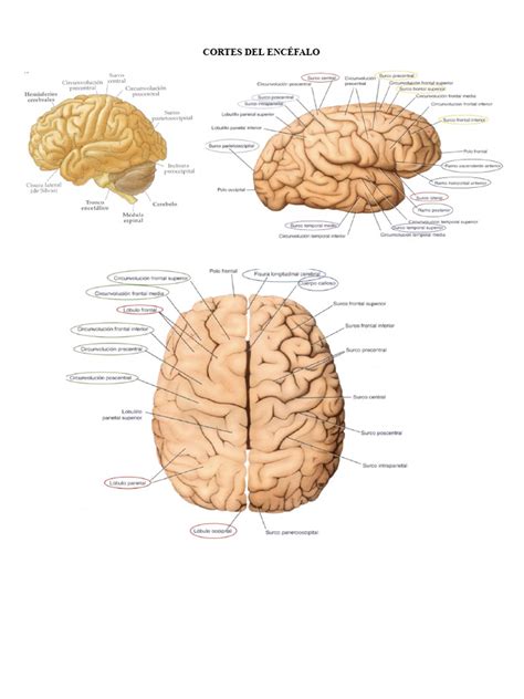 Cortes Del Encéfalo Pdf Cerebro Neurociencia