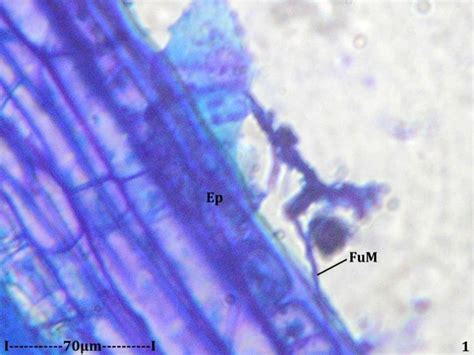 1 Ts Of Leaf Epidermal Cells Showing Download Scientific Diagram