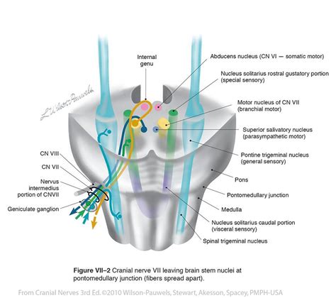 Cranial Nuclei