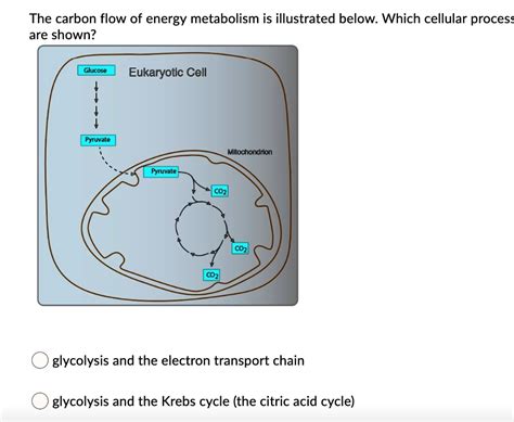 Solved The Carbon Flow Of Energy Metabolism Is Illustrated Below Which Cellular Process Are