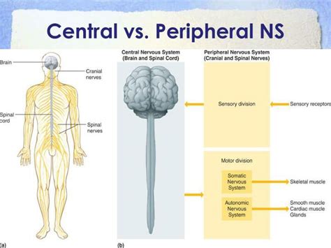 Ppt The Nervous System Neurons And Neuroglial Cells And Synapses