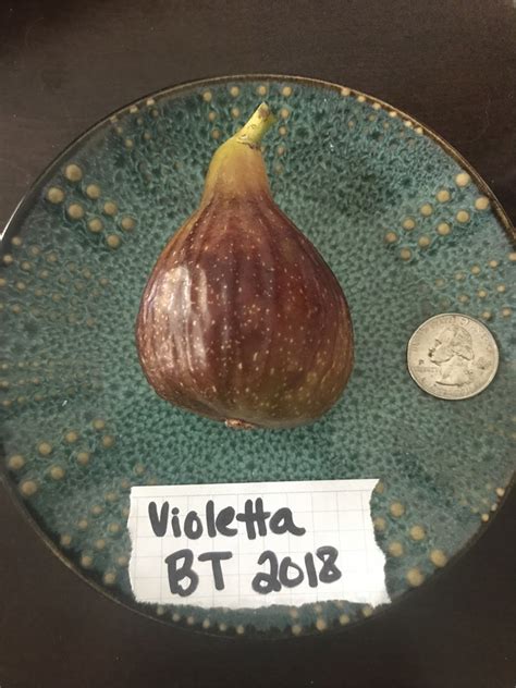 Figbid Online Auctions Of Fig Trees Fig Cuttings And Growing Supplies