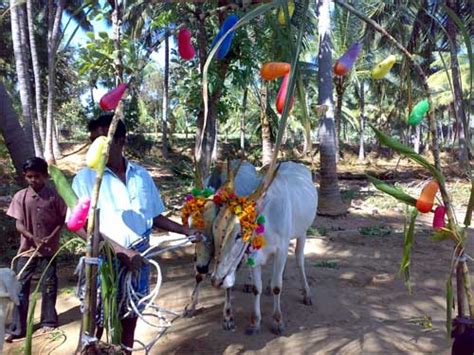 Kaanum Pongal Festival Of Pongal Pongal Festival Mattu Pongal