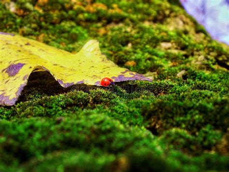 The Small Lady Stock Image Image Of Female Cemetery 82988435