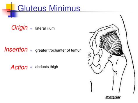 Gluteus Maximus Origin And Insertion