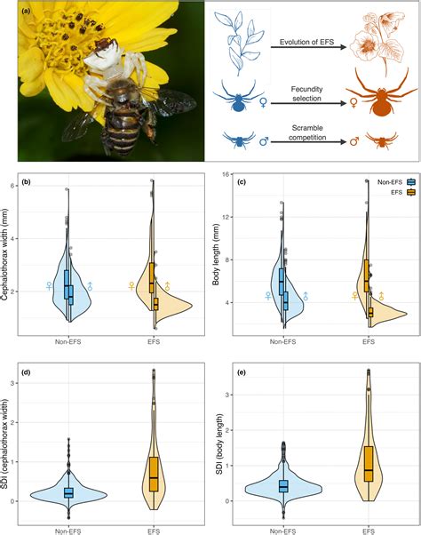 Foraging Strategy As A Route For Sexual Size Dimorphism Evolution