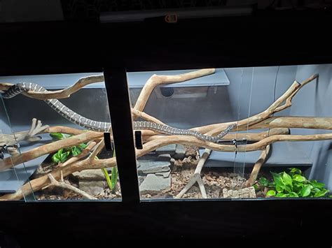 Carpet Python Keeps Trying To Escape Enclosures And Setups