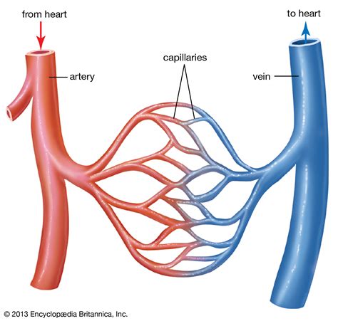 A Diagram Of Arteries And Veins