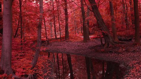 Red Forest Wallpapers Top Free Red Forest Backgrounds Wallpaperaccess