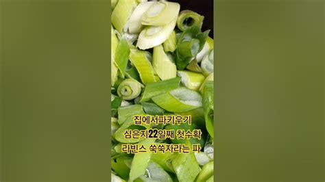 집에서파키우기 심은지22일째 첫수확 라빈스 쑥쑥자라는 파 Youtube