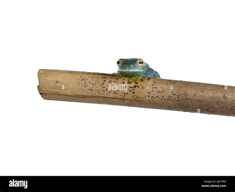 Top And Belly View Of Glass Frog Aka Cochranella Granulosa Sitting On
