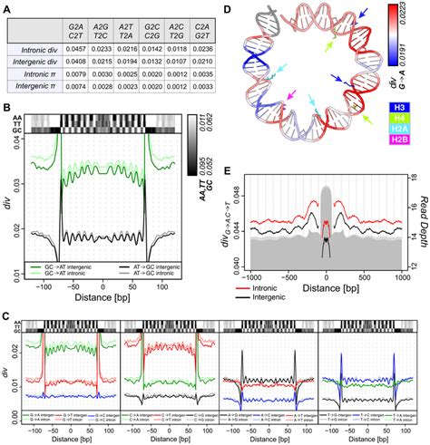 Divergence On The Melanogaster Lineage Mirrors Nucleosome Sequence