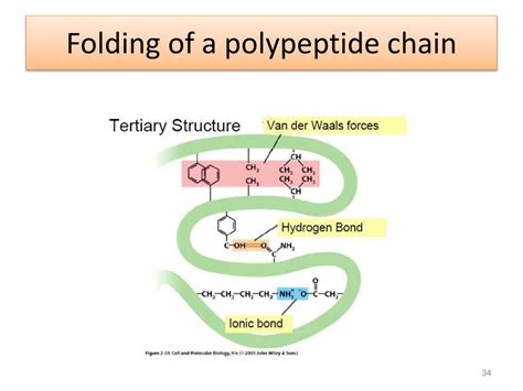 Ppt Amino Acid Structure Powerpoint Presentation Free Download Id