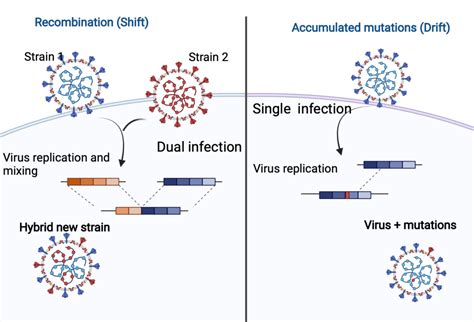 Plenty Of Evidence For Recombination In Sars Cov 2 The Scientist Magazine®