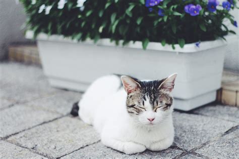 【git】と【github】って同じでは無いの？【プログラミング初心者】 Magblog