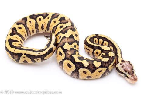 firefly ball python